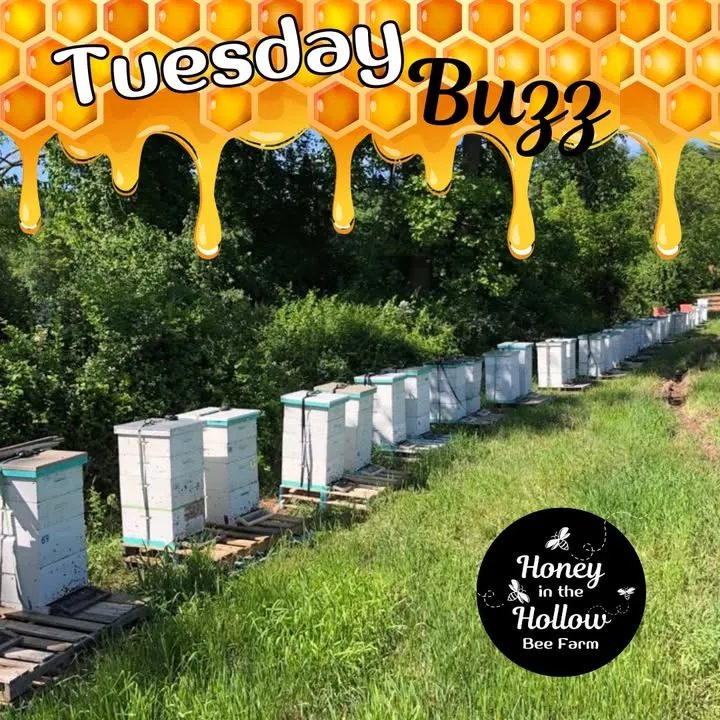 🌼🌸🌷Nestled in against blackberry bushes and honeysuckle, the 🐝 bees will flourish for some time ...